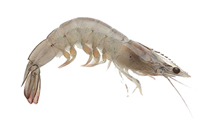 Vannamei shrimps | Shrimp and Seafood